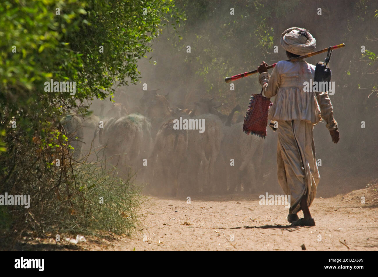 Indian shepherd in traditional dress herding sheep Stock Photo - Alamy