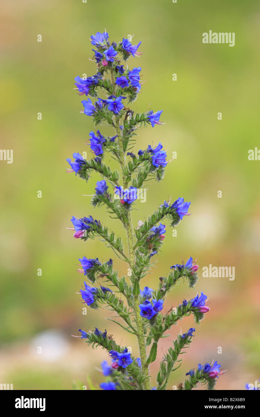 Coastal vipers bugloss hi-res stock photography and images - Alamy