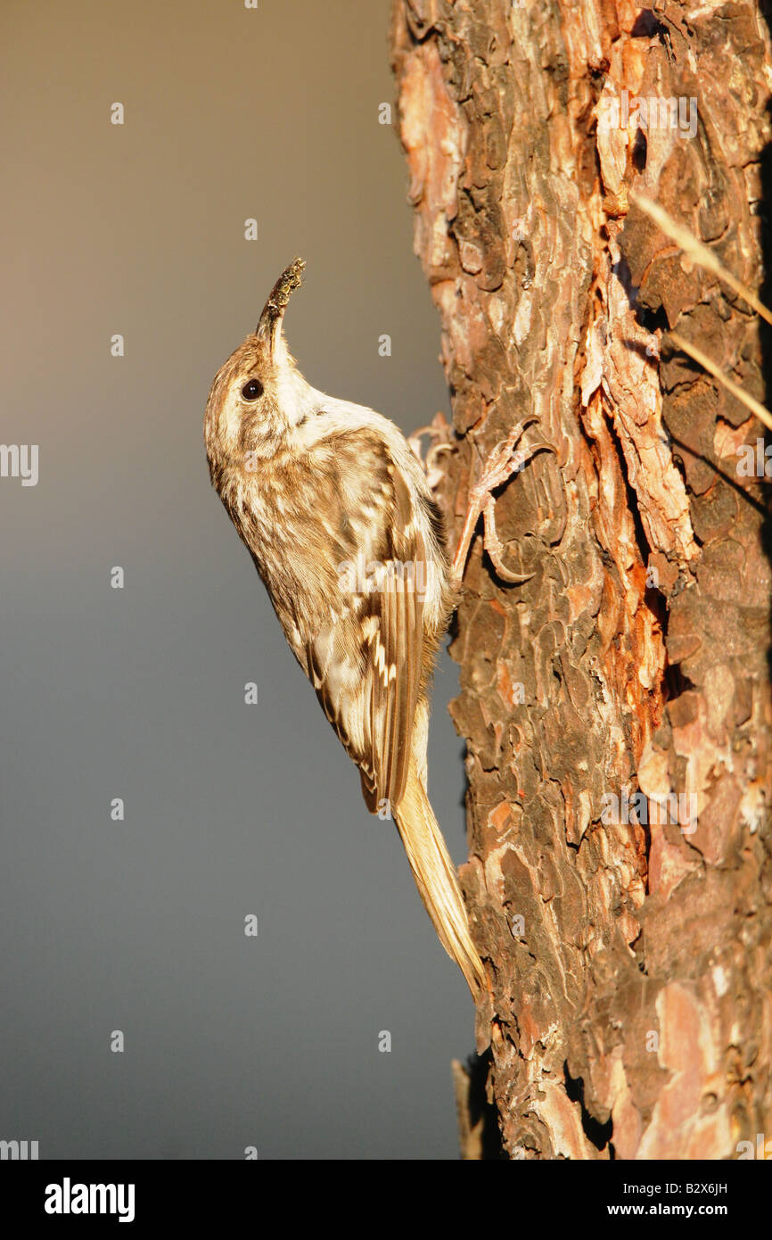 Short Toed Treecreeper on Pine Trunk Stock Photo - Alamy