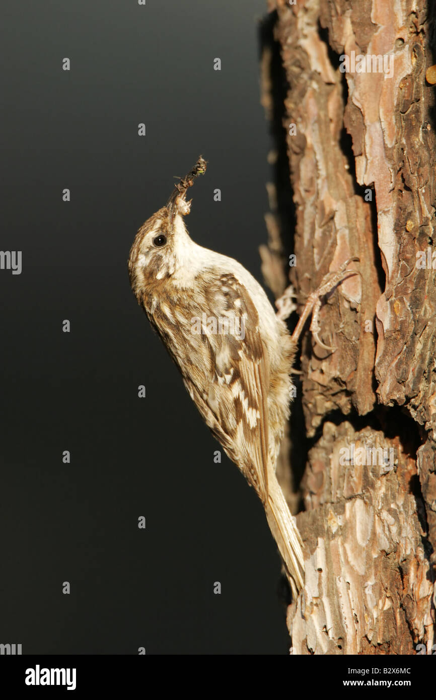 Short Toed Treecreeper on Pine Trunk Stock Photo - Alamy