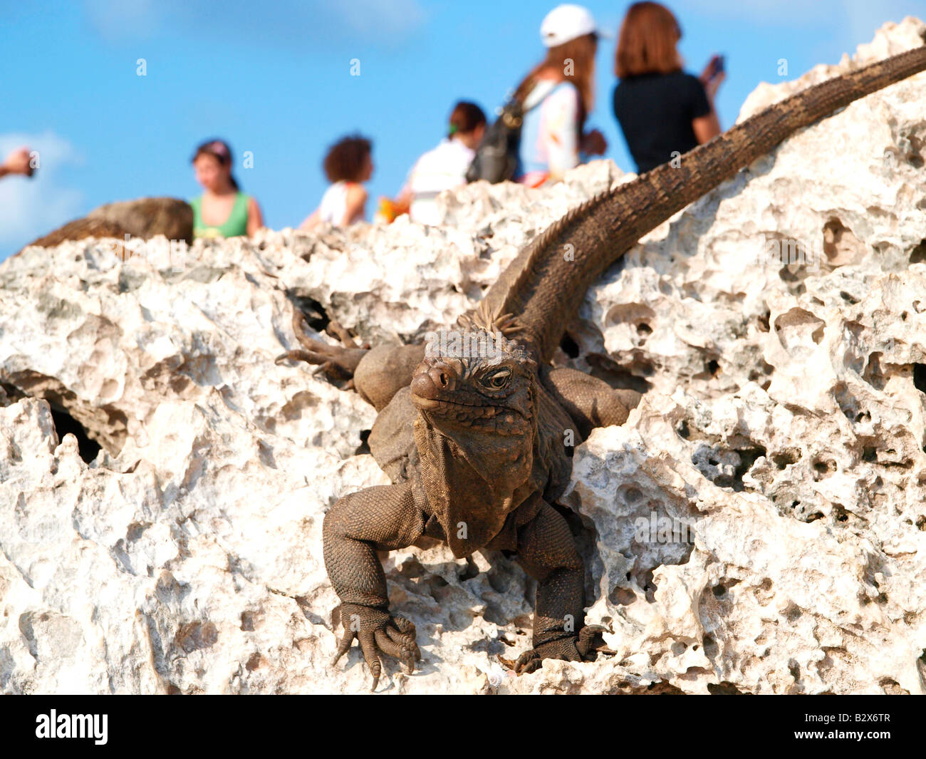 Animal cayo hi-res stock photography and images - Alamy