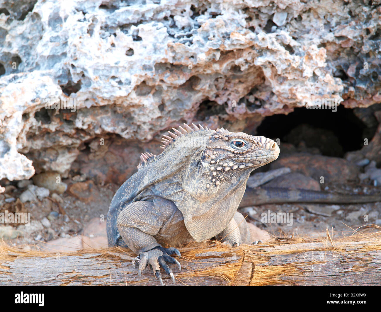 Animal cayo hi-res stock photography and images - Alamy