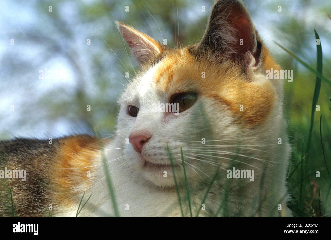 Cat chops hi-res stock photography and images - Alamy