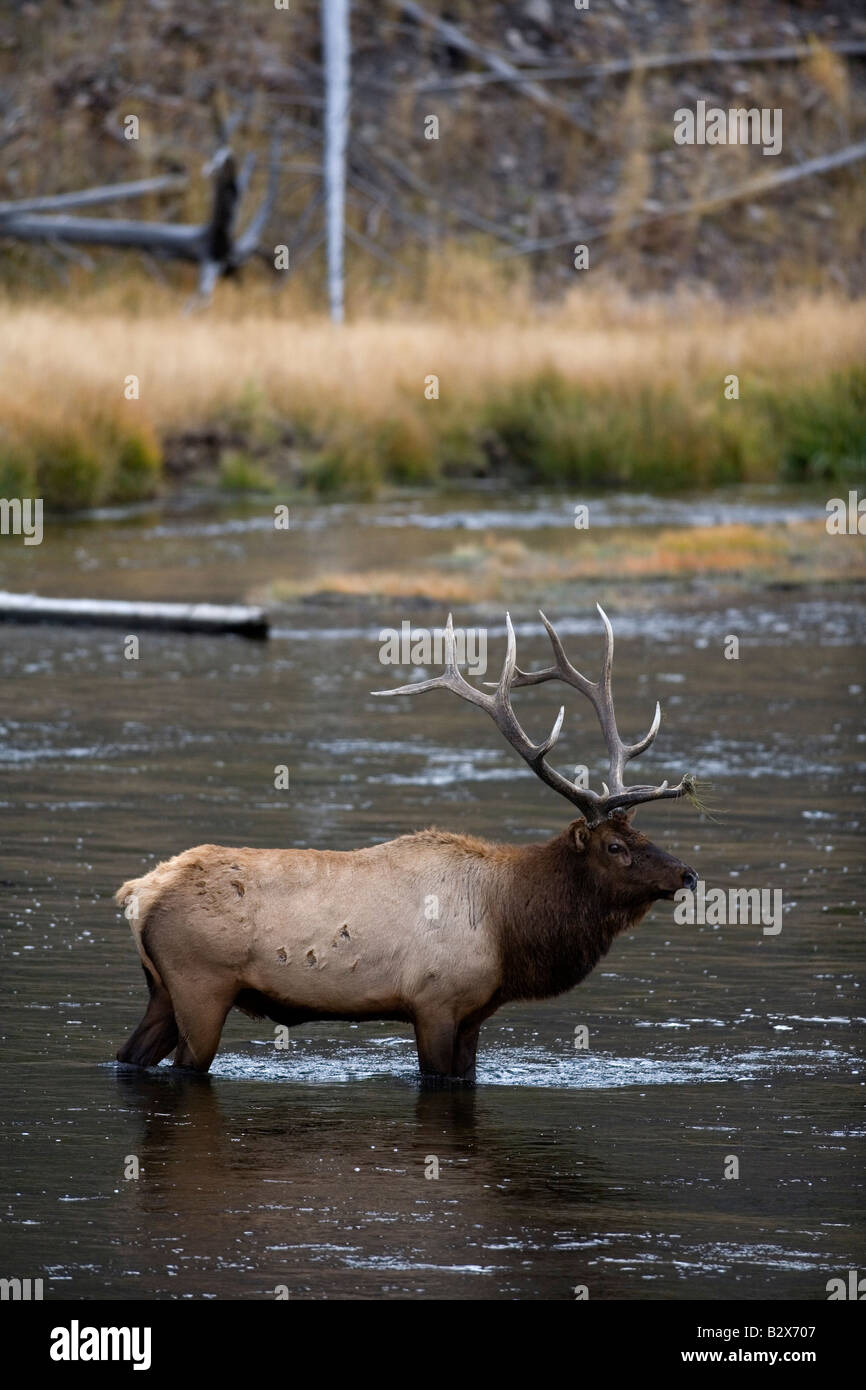 Male Elk (Cervus elaphus) crossing river, Yellowstone National Park ...