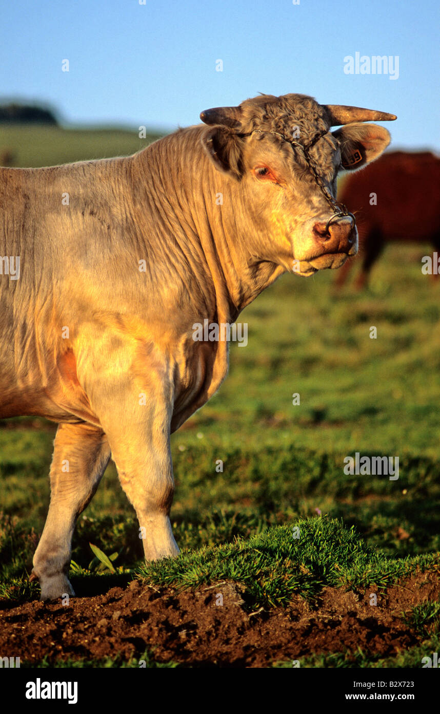 Bull cattle hi-res stock photography and images - Alamy