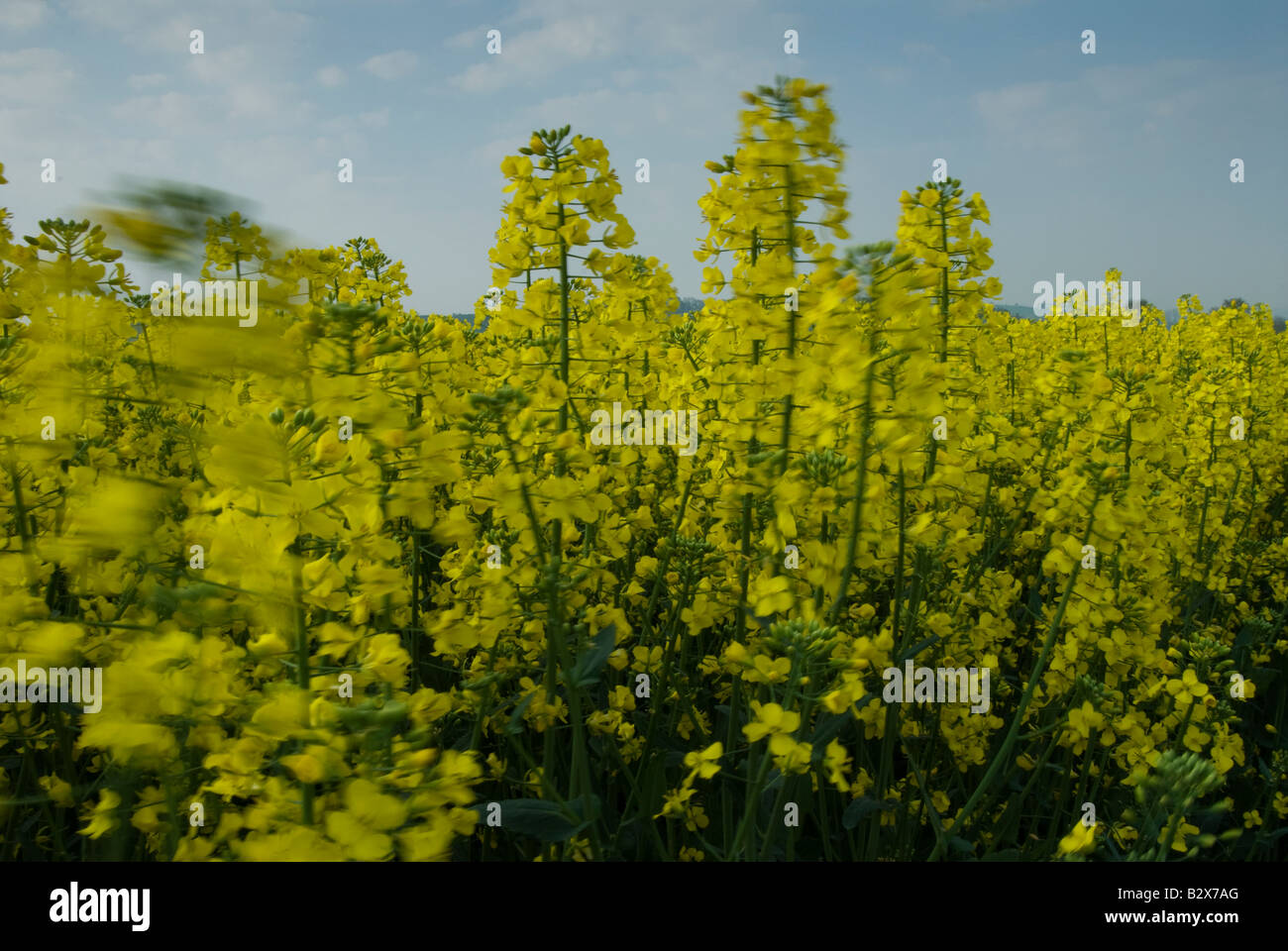 Oil seed rape plants in flower during Spring in England, UK Stock Photo ...