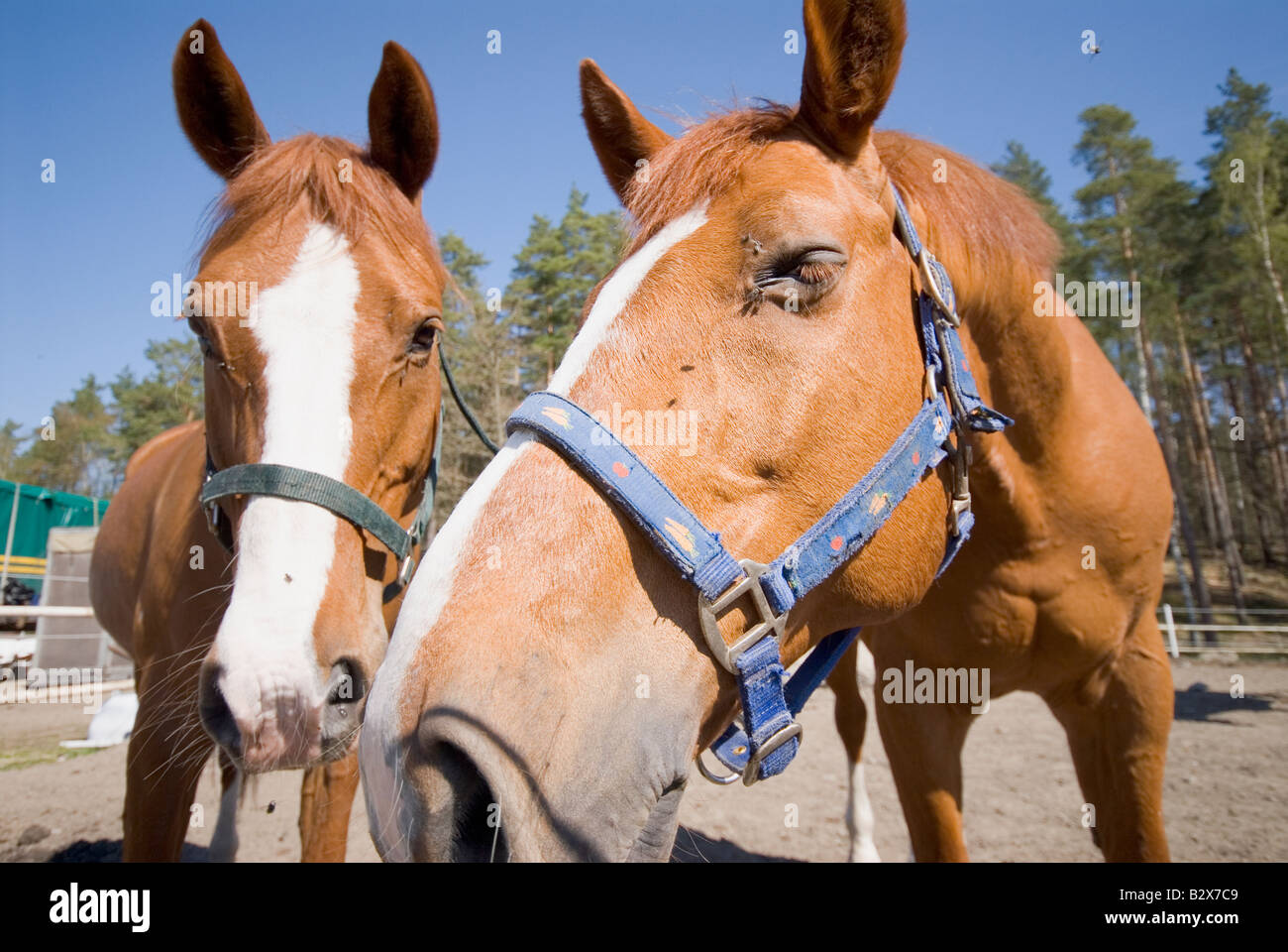 Horses in a paddock Stock Photo - Alamy