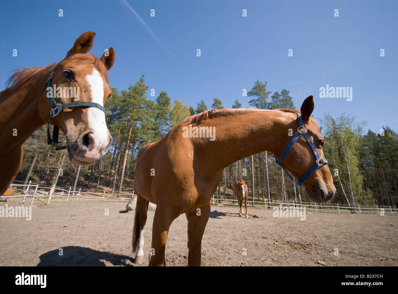 Horses in a paddock Stock Photo - Alamy