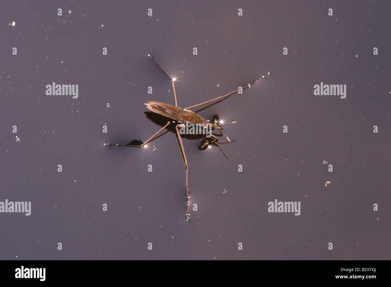 Toothed pondskater bug Gerris odontogaster Gerridae showing the dimples ...