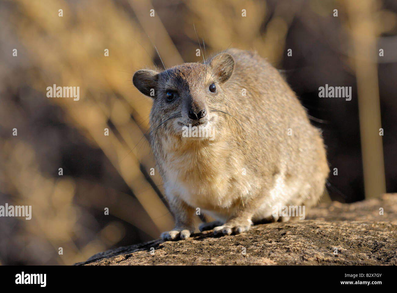 Hyrax hi-res stock photography and images - Alamy
