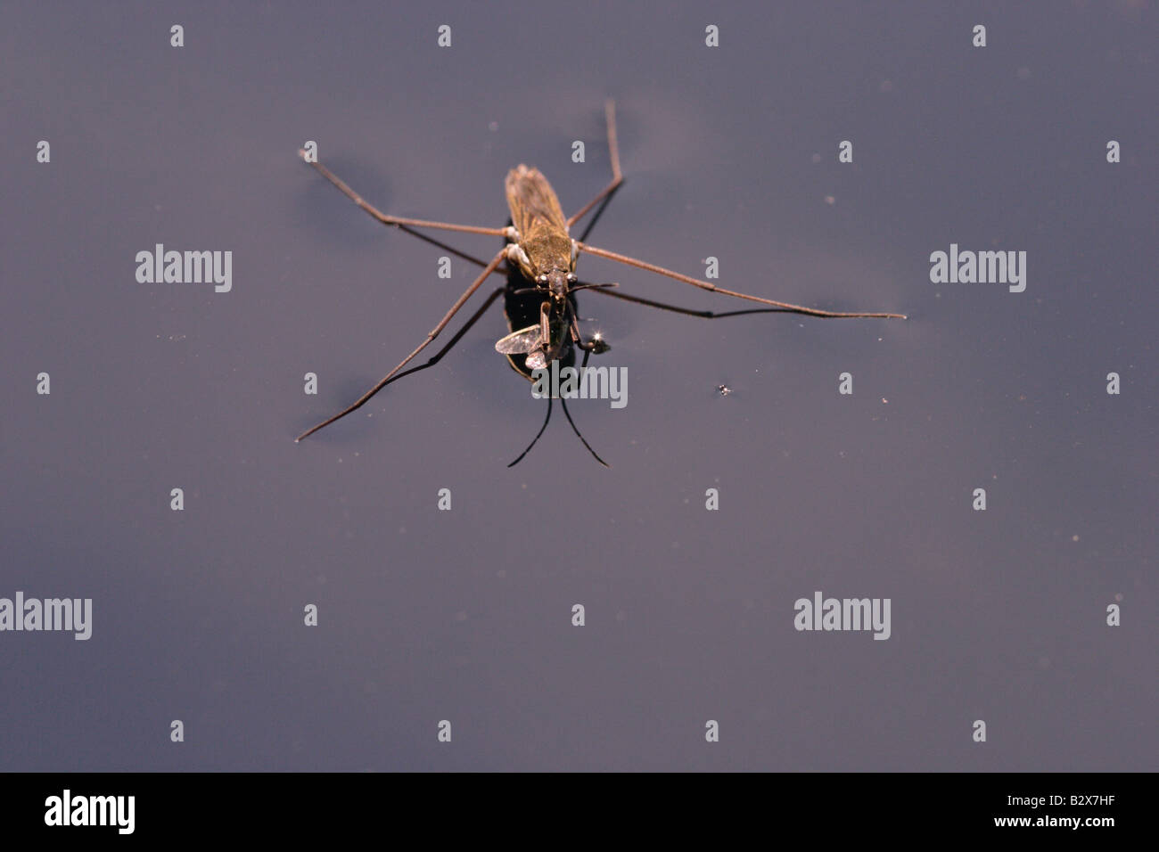 Toothed pondskater bug Gerris odontogaster Gerridae with prey. The ...