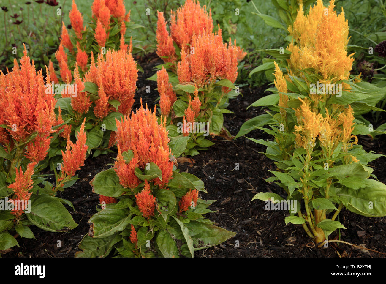 Celosia plumosa flower hi-res stock photography and images - Alamy
