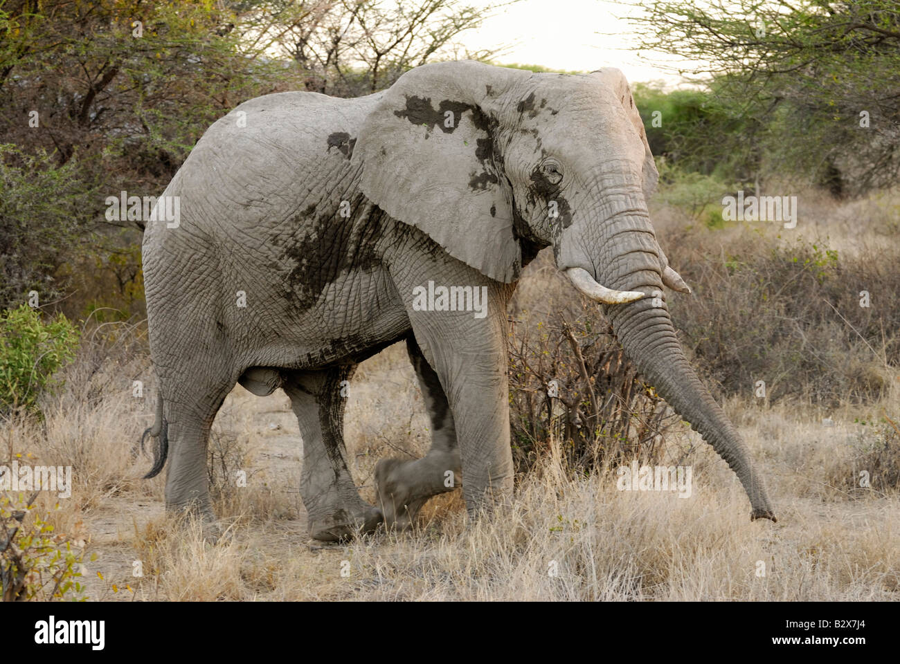 Elephant mast hi-res stock photography and images - Alamy