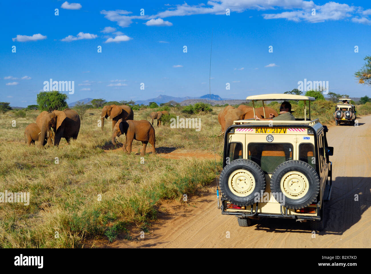 Wilder elefant hi-res stock photography and images - Alamy