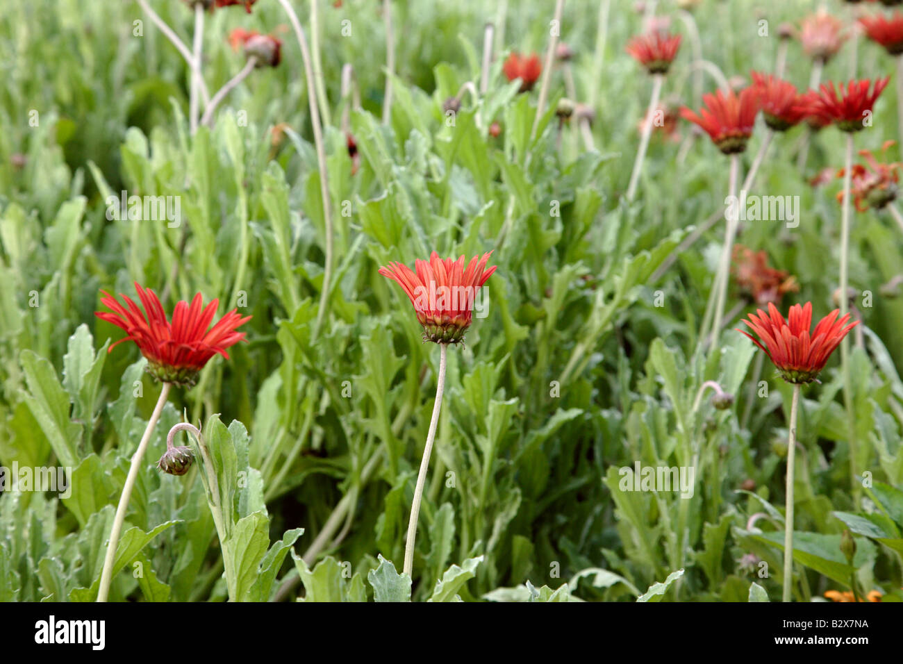 Prescott Park Flower Gardens Portsmouth High Resolution Stock ...