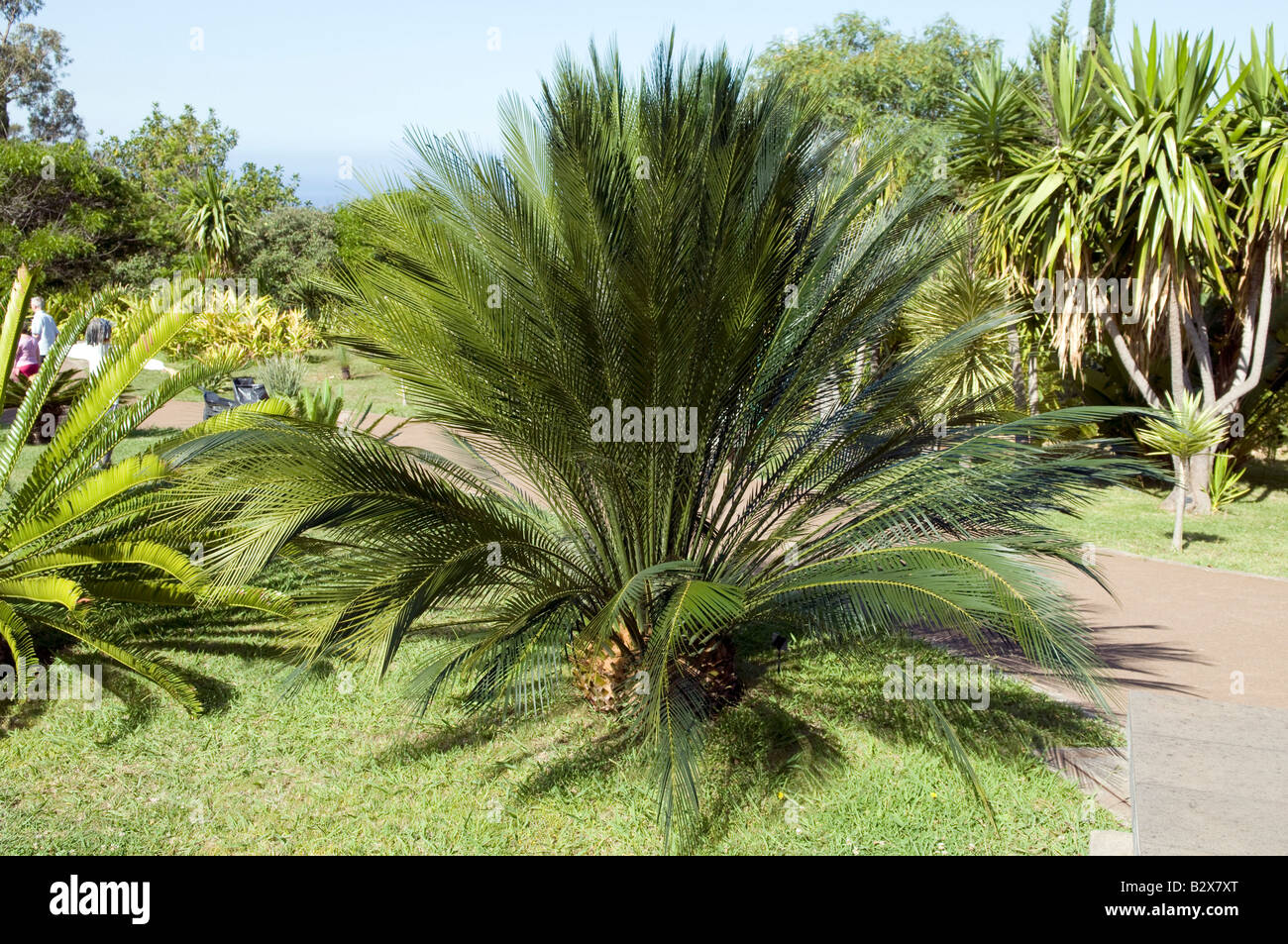 Macrozamia hi-res stock photography and images - Alamy