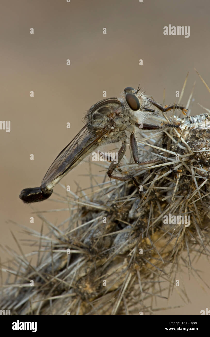 Robber fly (probably Efferia spp) - Family Asilidae -Arizona -- USA ...