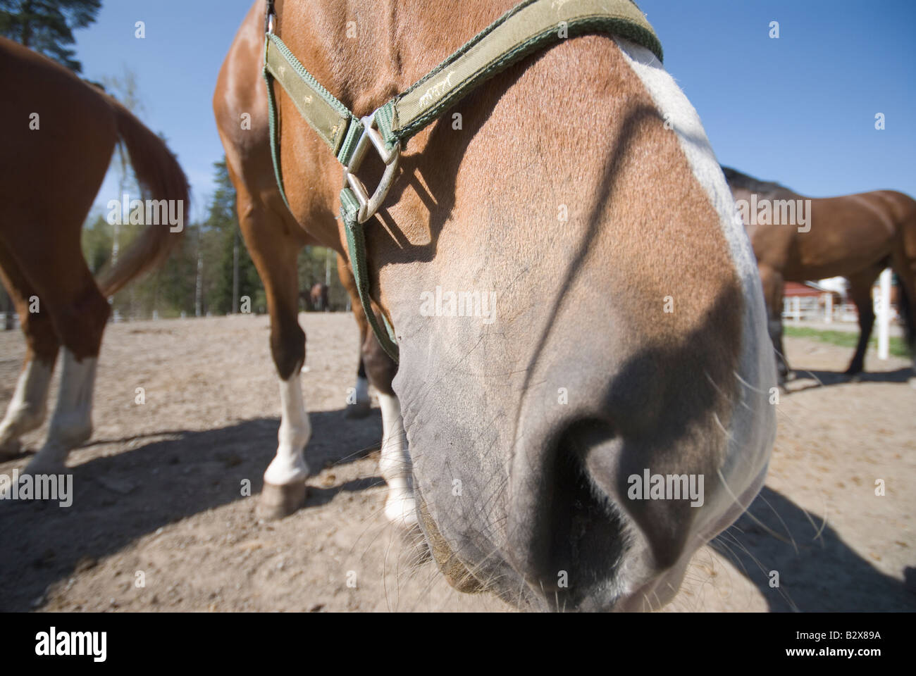 Horses in a paddock Stock Photo - Alamy