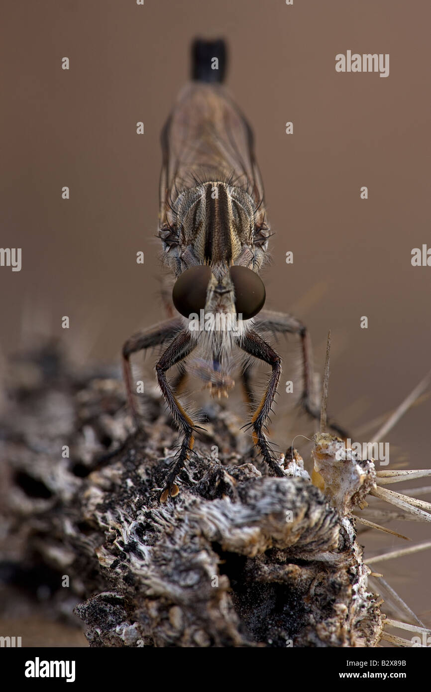 Robber fly (prob Efferia spp) feeding on leafhopper -Family Asilidae ...