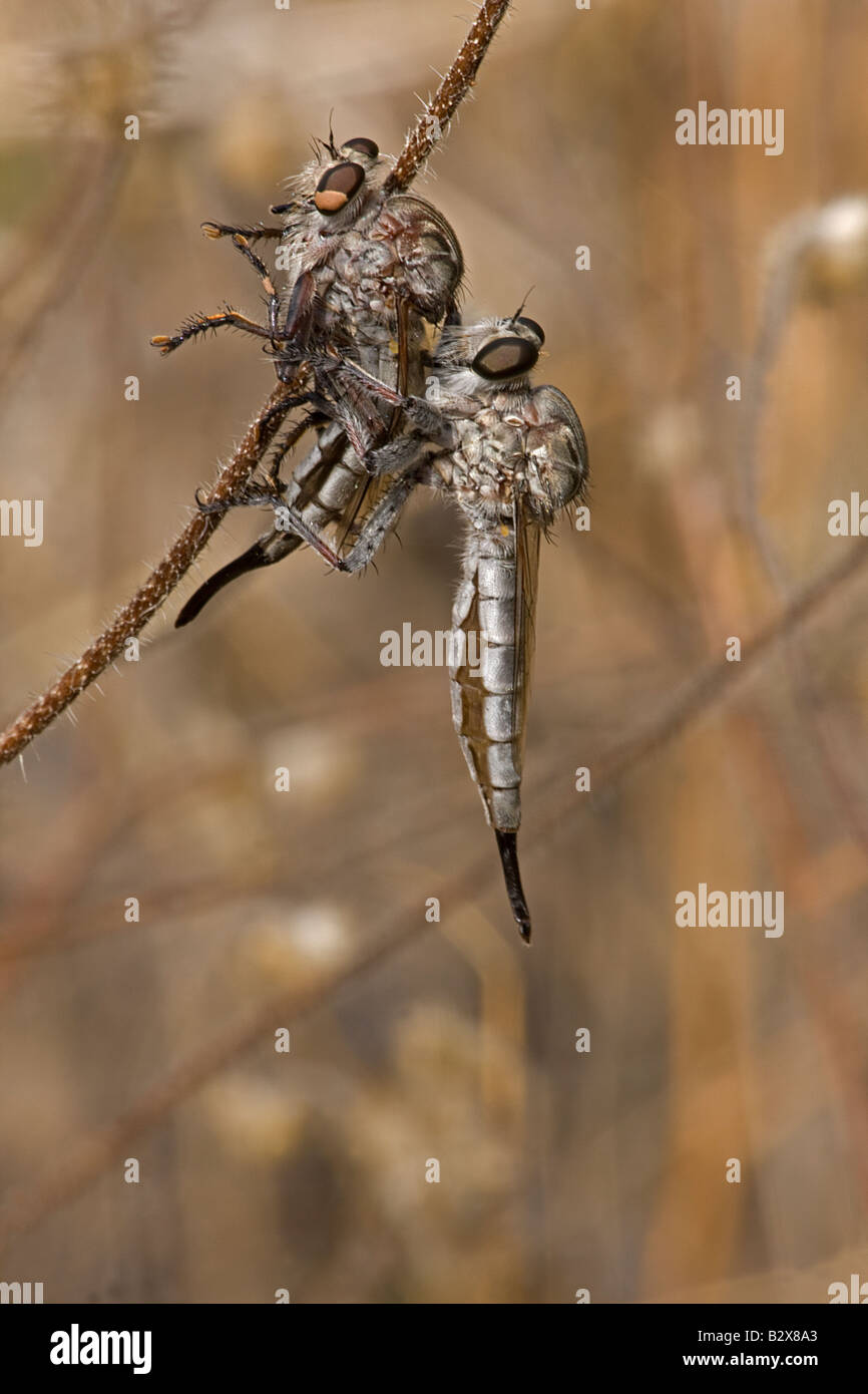Robber fly (prob Efferia spp) feeding on robber fly -Family Asilidae ...