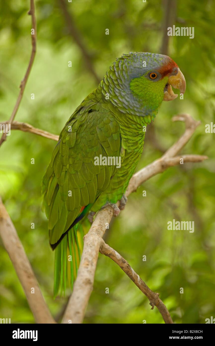 Lilac-crowned Parrot (Amazona finschi) - Mexico -Inhabits tropical ...