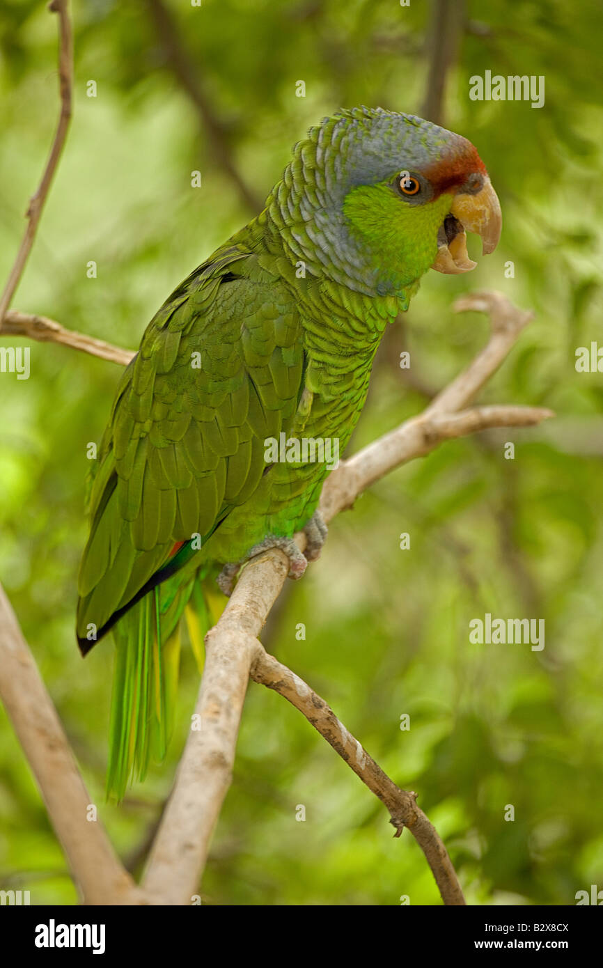 Lilac-crowned Parrot (Amazona finschi) - Mexico -Inhabits tropical ...