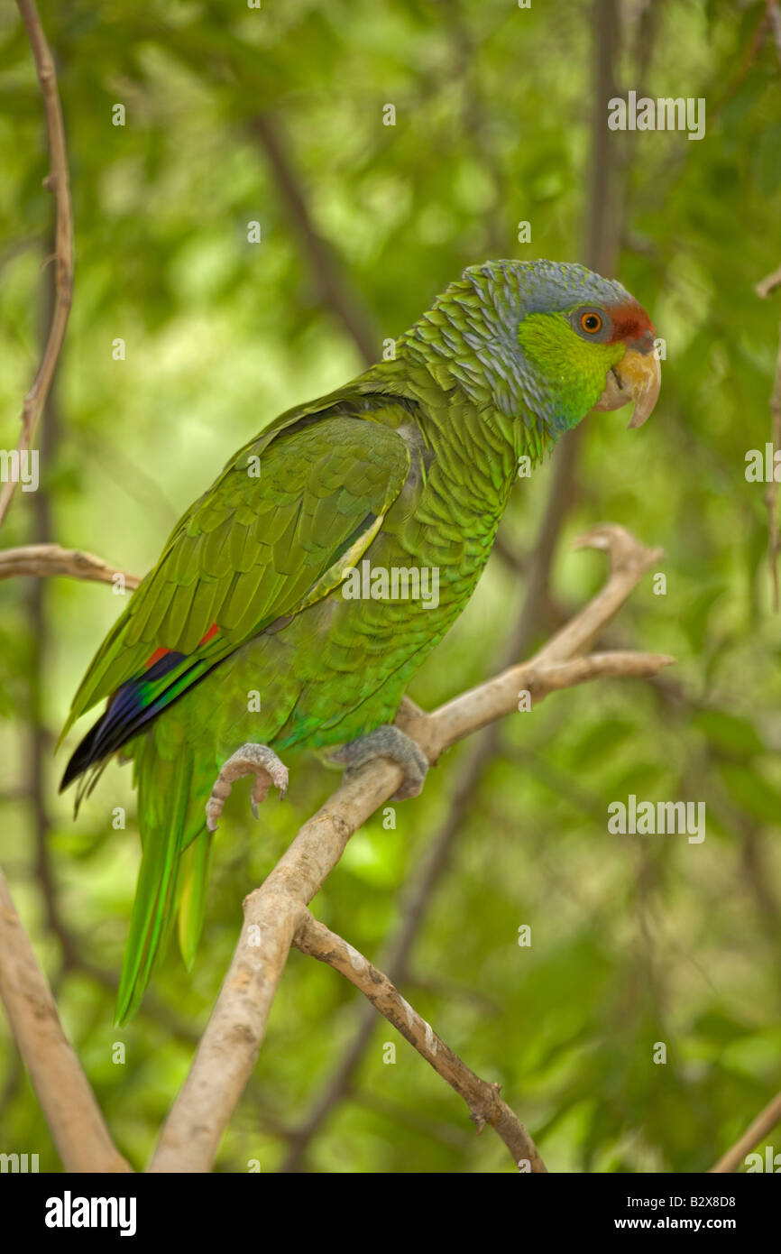 Lilac-crowned Parrot (Amazona finschi) - Mexico -Inhabits tropical ...