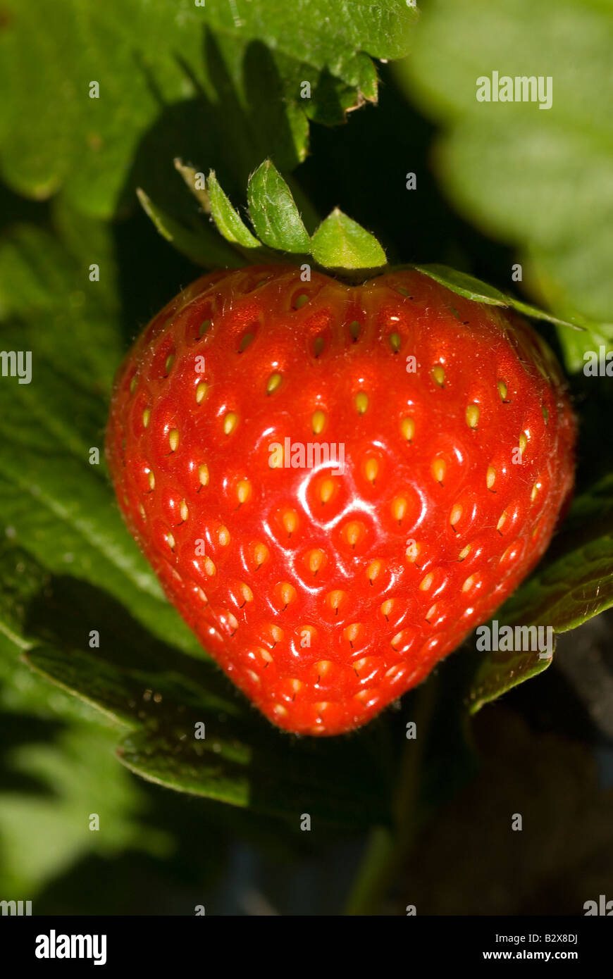 red ripe strawberry Stock Photo - Alamy