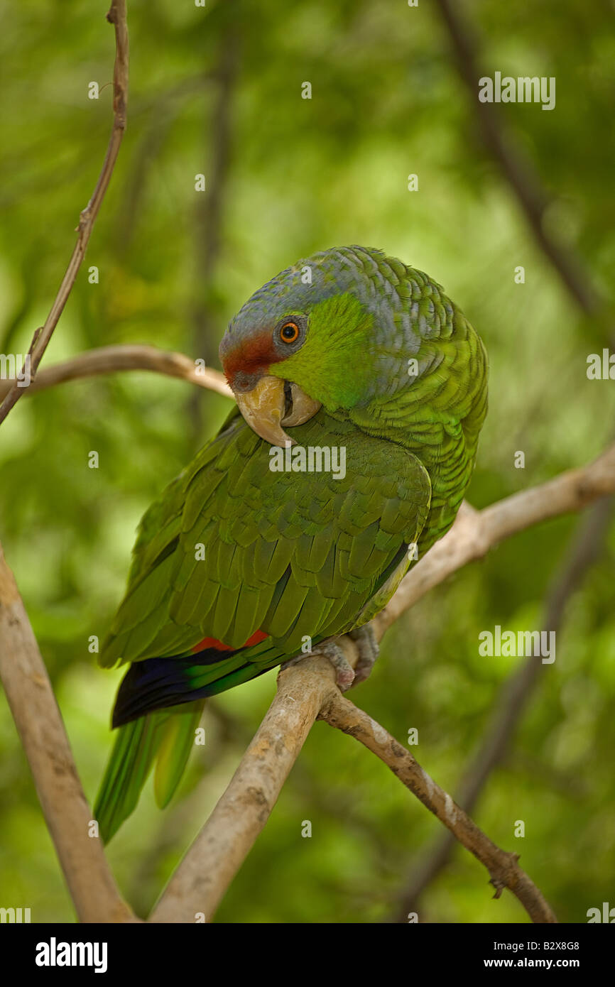 Lilac-crowned Parrot (Amazona finschi) - Mexico -Inhabits tropical ...