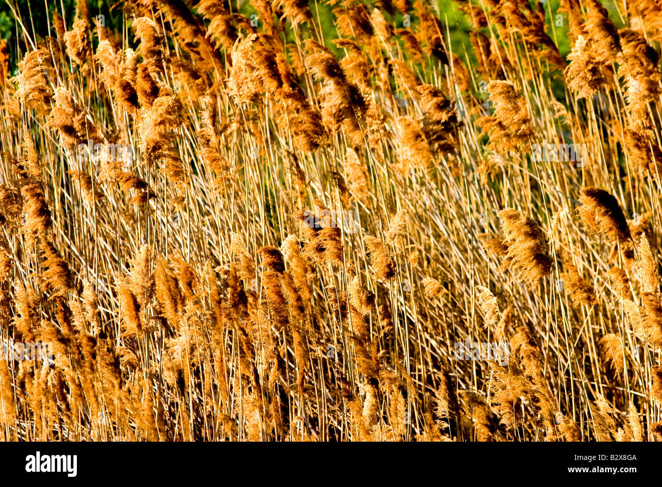 Cattails fall hi-res stock photography and images - Alamy