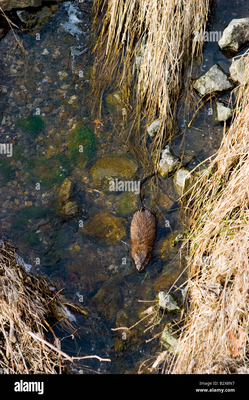 A small muskrat swims down a country stream in rural Illinois Stock ...