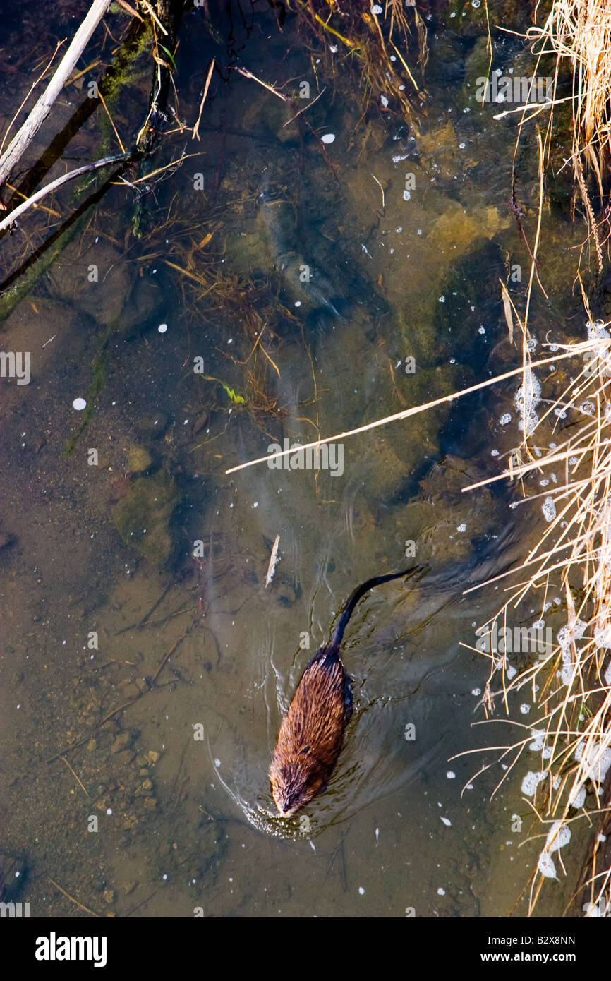Rural river flow hi-res stock photography and images - Alamy