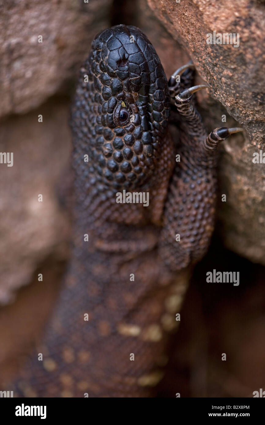 Mexican Beaded Lizard (Heloderma horridum exasperatum) Sonora Mexico ...