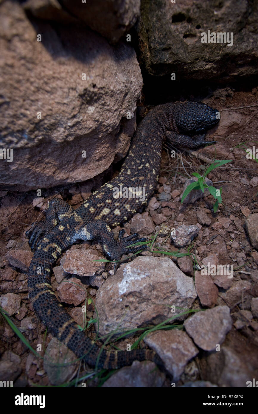 Mexican Beaded Lizard (Heloderma horridum exasperatum) Sonora Mexico ...