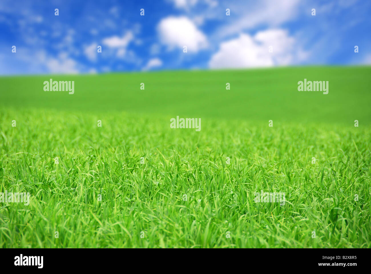 Agricultural landscape green field of young grain grass with bright ...