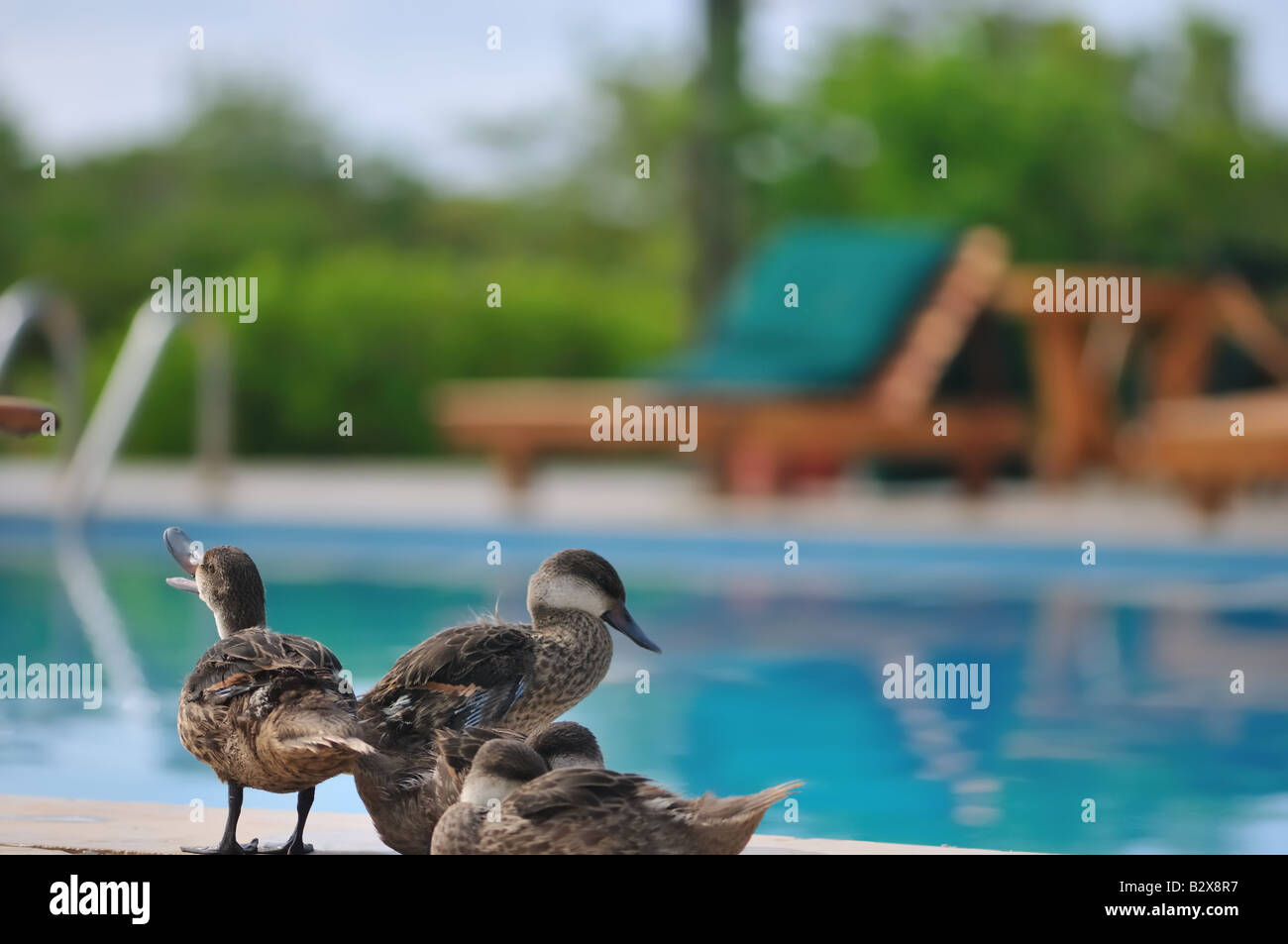 A mother duck guards her offspring, taking a break by a swimming pool ...