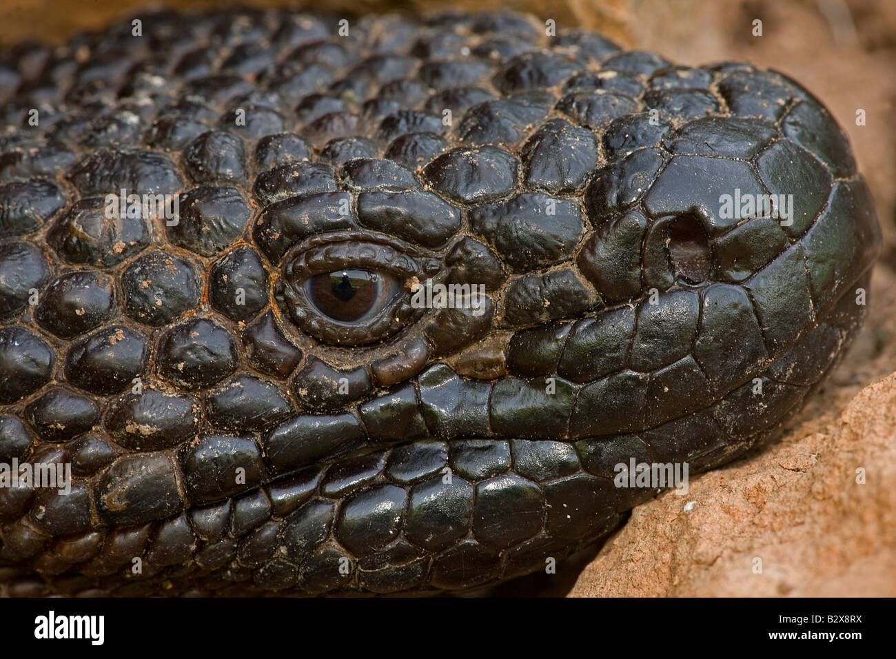 Heloderma Horridum Alvarezi