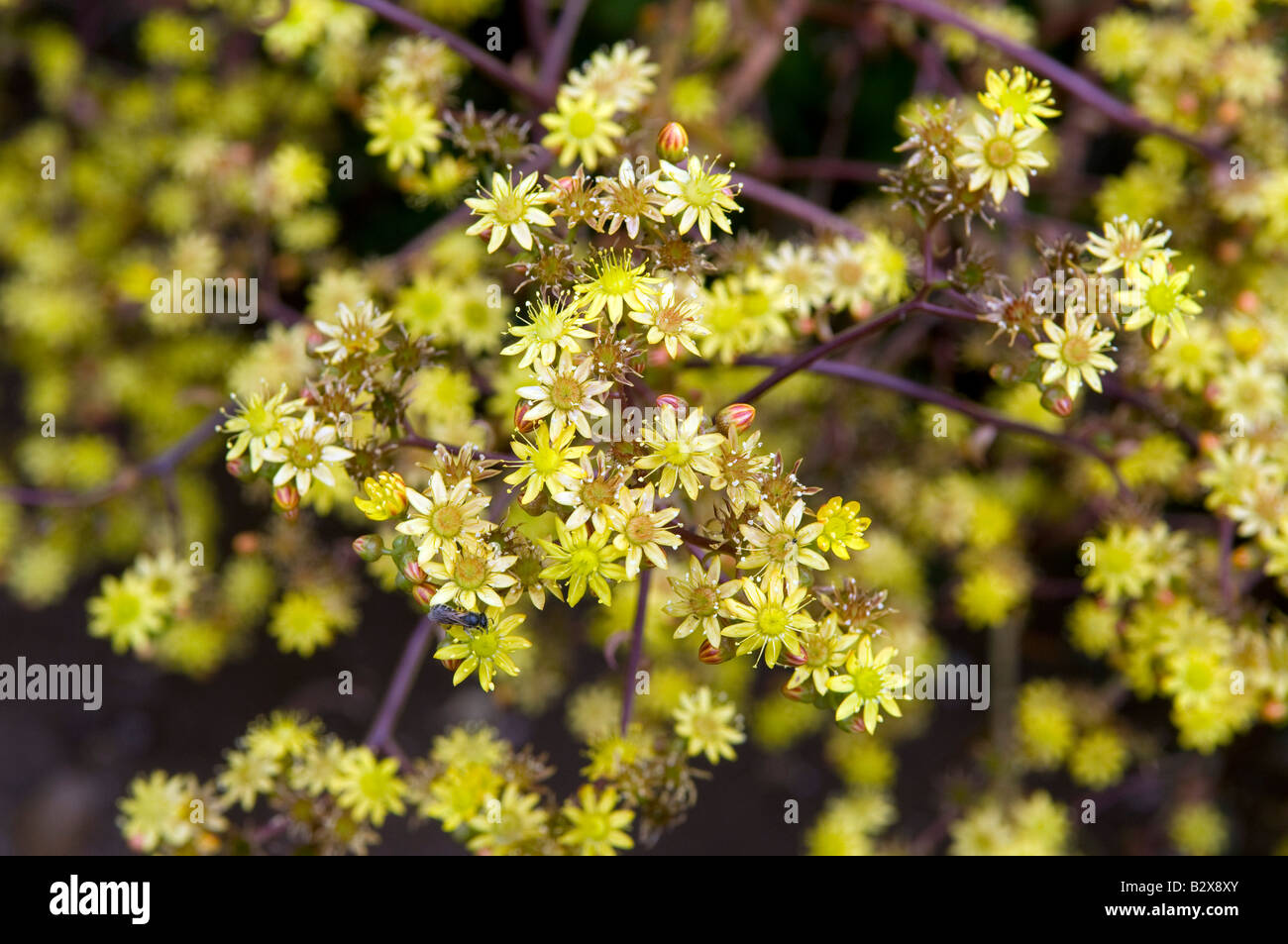 Brachyglottis Dunedin Group `Sunshine` Stock Photo - Alamy