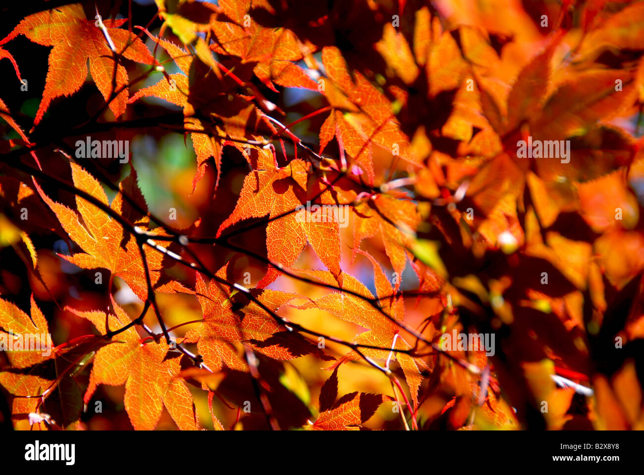 Backlit leaves of japanese maple in the fall Stock Photo - Alamy