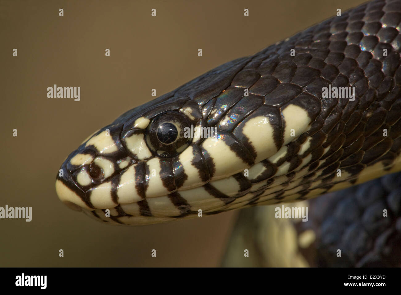 Common Kingsnake (Lampropeltis getulus) Arizona USA Stock Photo - Alamy