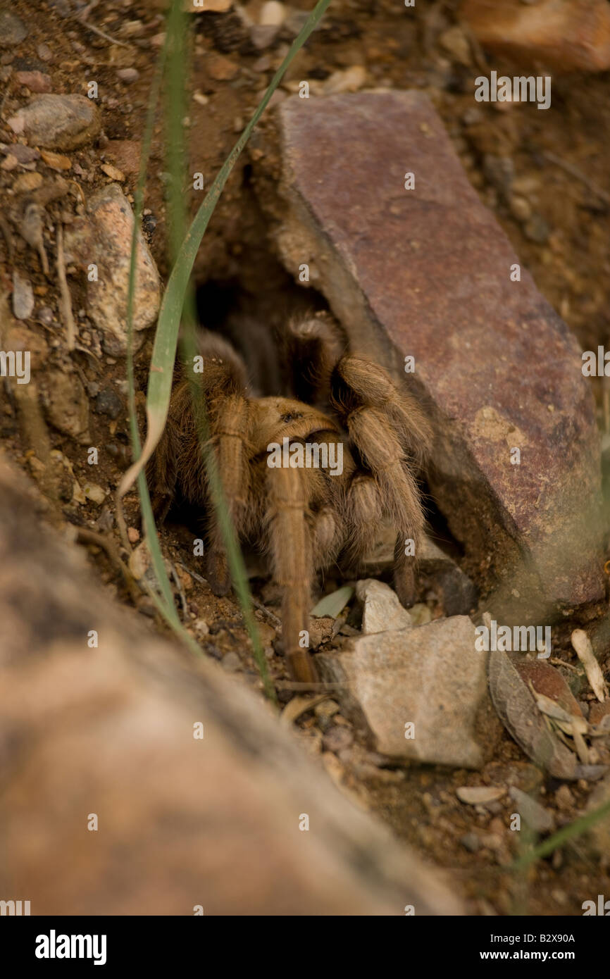 Desert Tarantula (Aphonopelma spp) Sonoran Desert Arizona USA ...