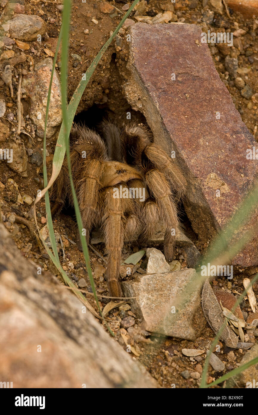 Desert Tarantula (Aphonopelma spp) Sonoran Desert Arizona USA ...