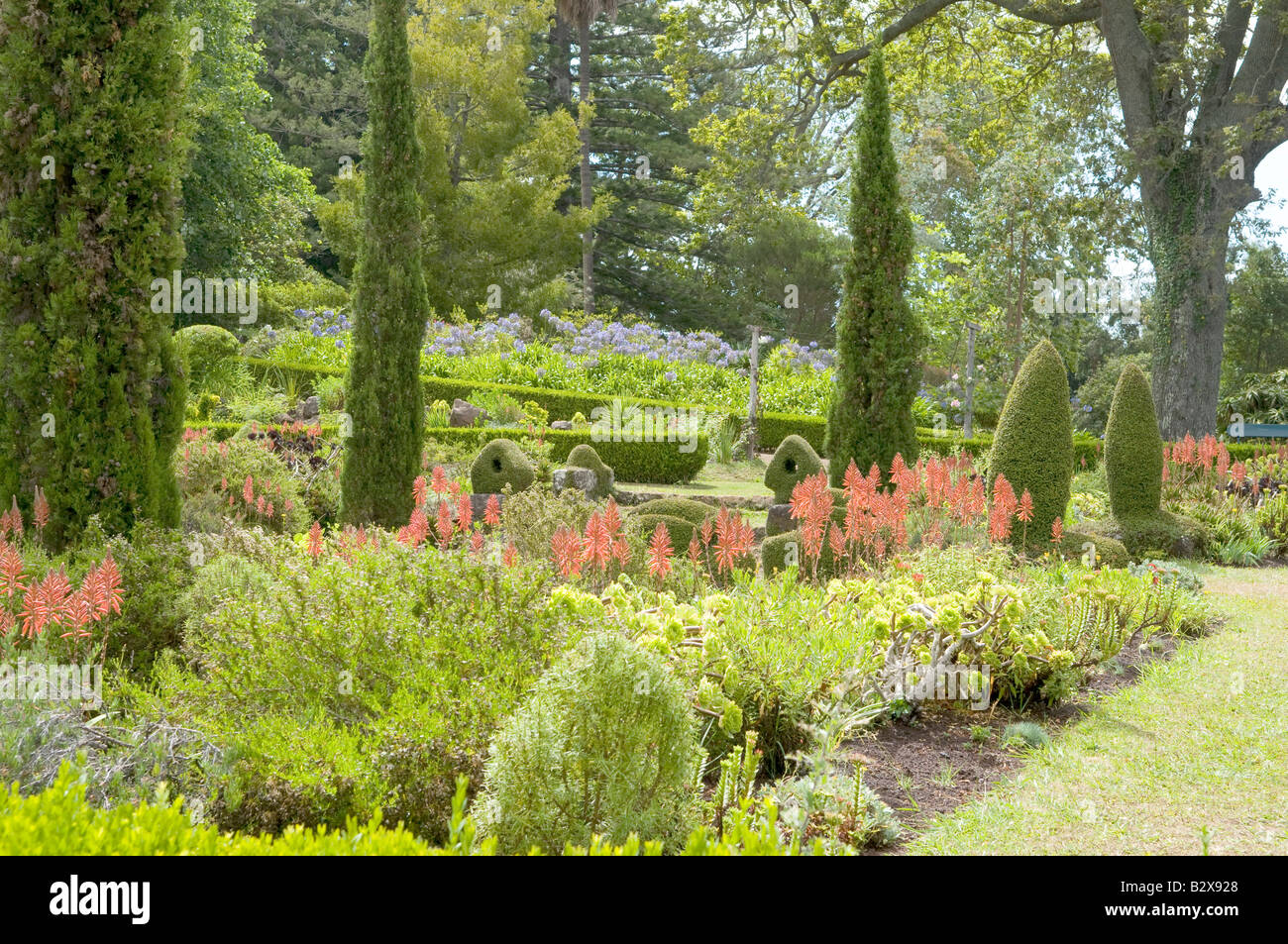 Conifers Shrubs Tropical Garden Stock Photo - Alamy