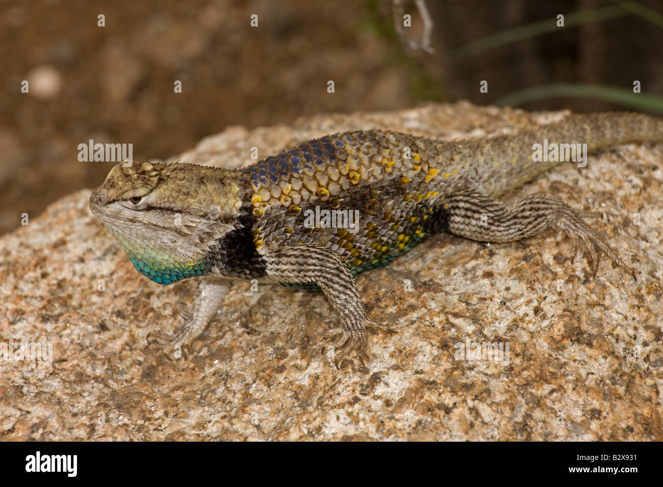 Desert Spiny Lizard (Sceloporus magister) Sonoran Desert Arizona Stock ...