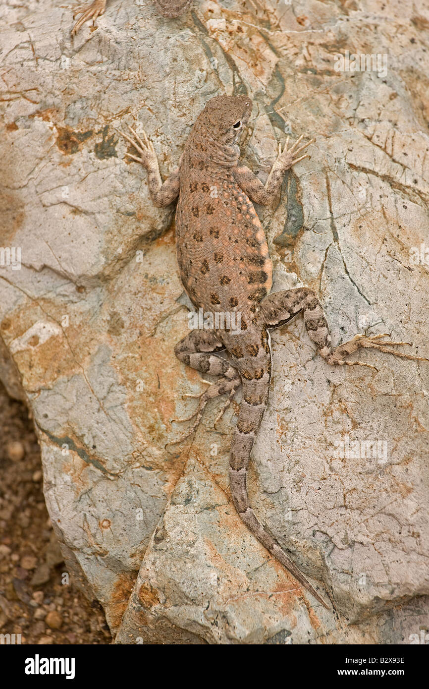Lesser Earless Lizard (Holbrookia maculata) Sonoran Desert Arizona USA ...