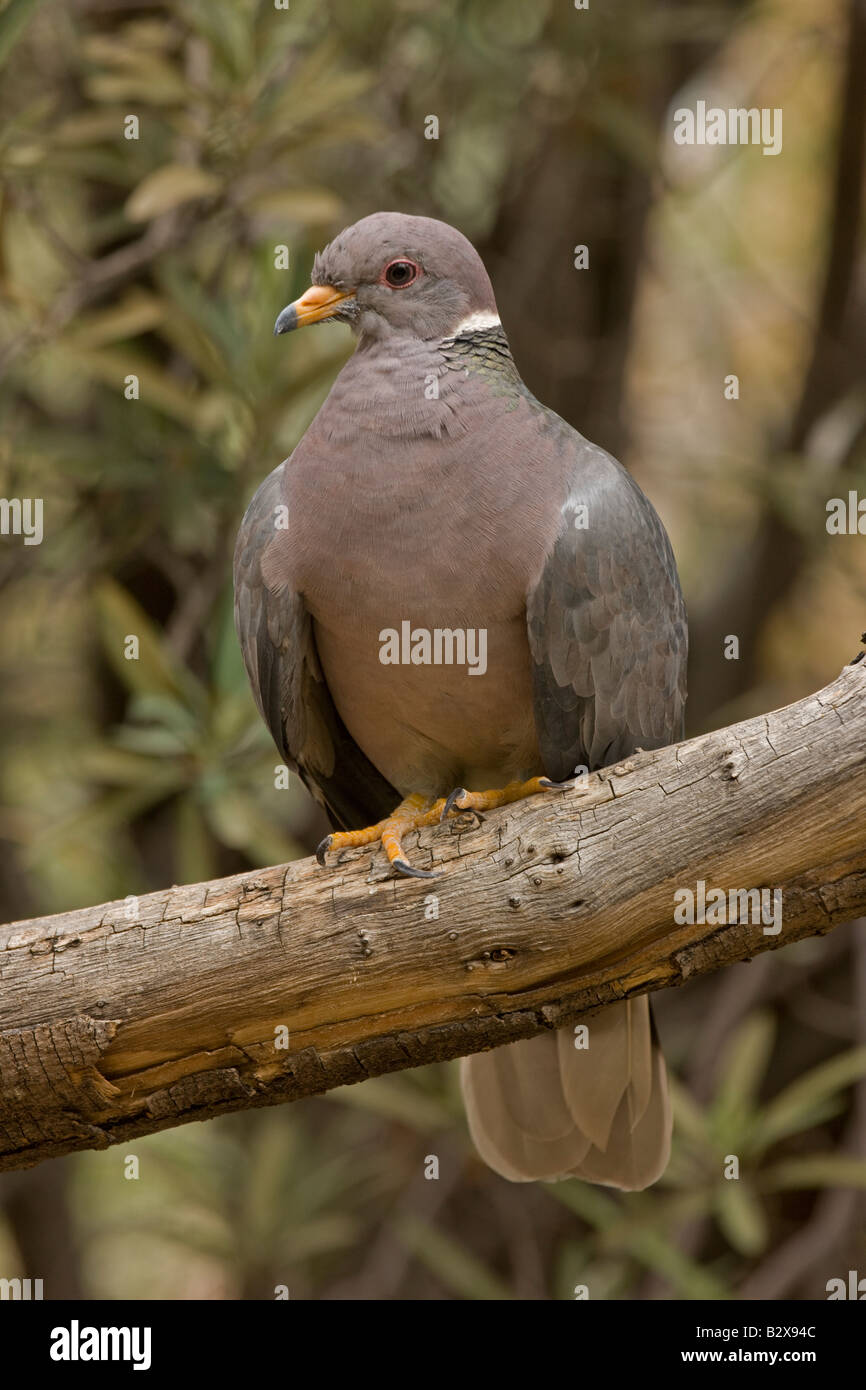 Band tailed pigeon hi-res stock photography and images - Alamy