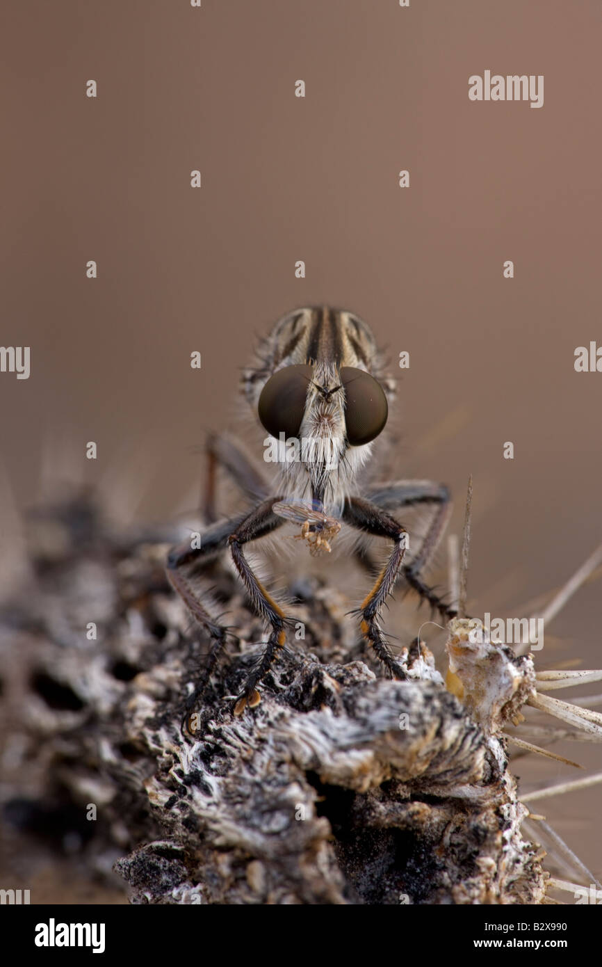 Robber fly (probably Efferia spp) - Family Asilidae -Arizona -- USA ...