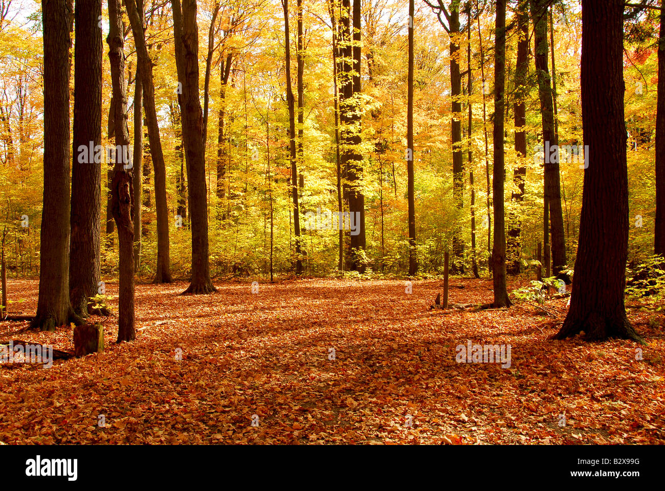 Fall trees forest hi-res stock photography and images - Alamy