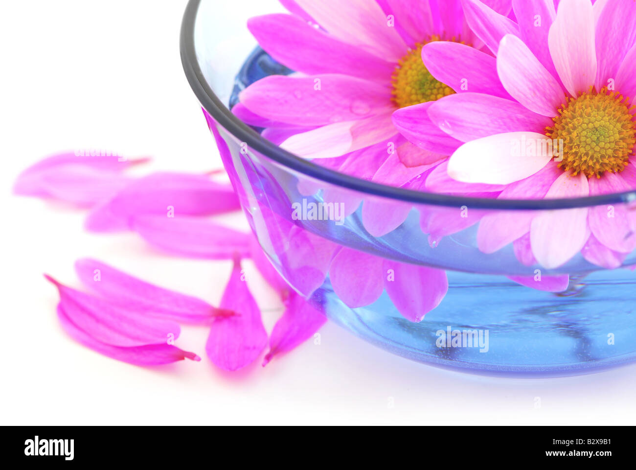 Floating daisies hi-res stock photography and images - Alamy