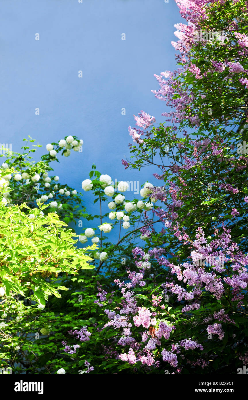 Floral background of blooming shrubs on blue wall background Stock ...